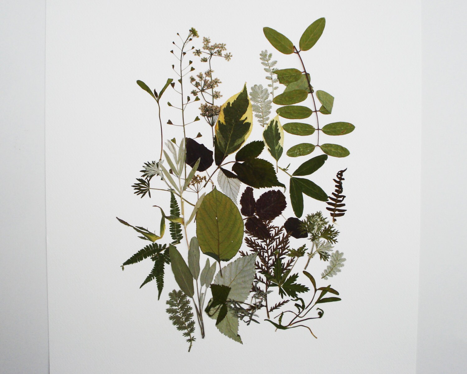 Art set of 3 prints Set of 3 herbarium prints Botanical prints | Etsy