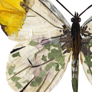 Butterfly Wall Art Botanical Print Wall Decor Art Print Pressed Flowers ...