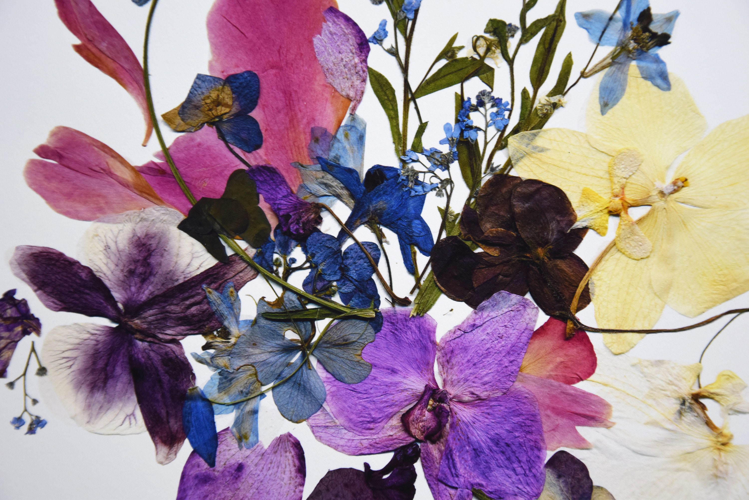 Floral Print Wall Art Botanical Print Floral Picture Pressed Flower Art ...