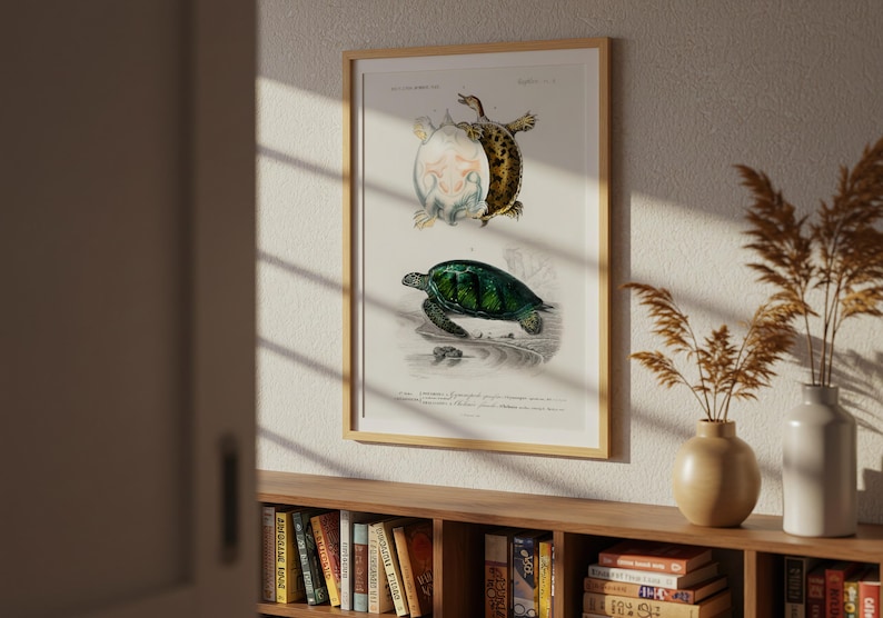 Vintage Turtle Print Natural History Art - Sea Turtle Illustration ...