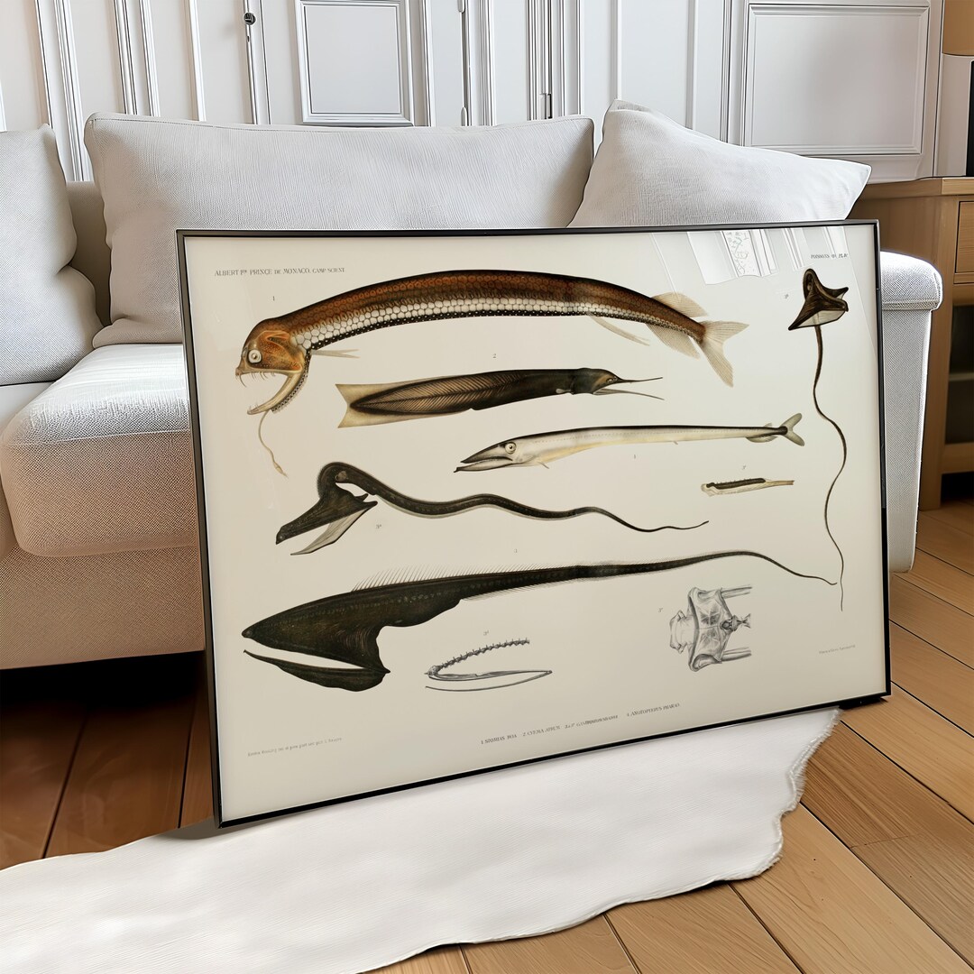 Vintage Fish Poster Art Print: Deep Sea Creatures, Antique Scientific ...