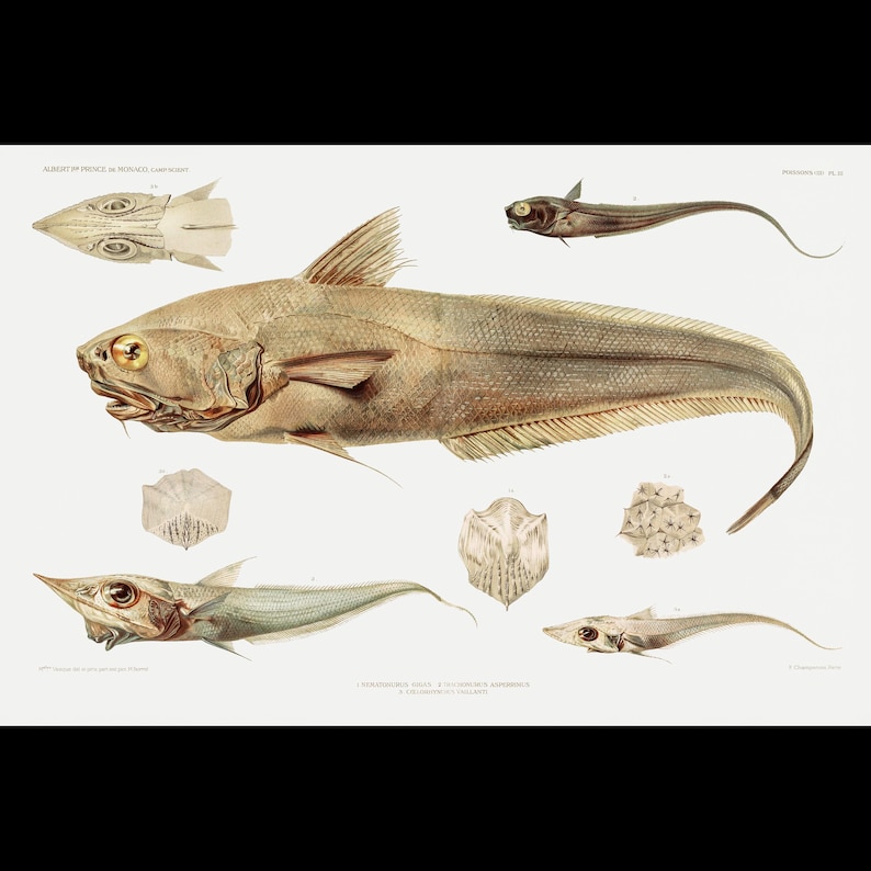 Vintage Fish Print Marine Biology Art: Oceanic Scientific Illustration ...