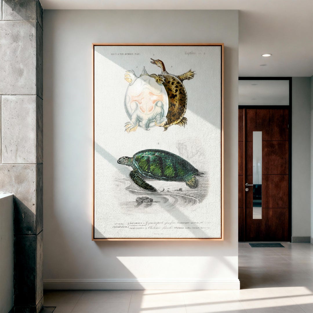 Vintage Turtle Print Natural History Art - Sea Turtle Illustration ...