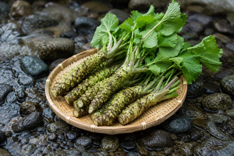 5 Japanese Wasabi SEEDS, Rare Eutrema Japonicum True Culinary Herb ...