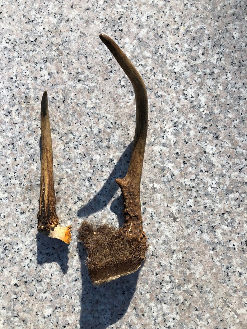 Vintage WHITE TAIL DEER Antlers Deer Hunting Rattling Buck - Etsy