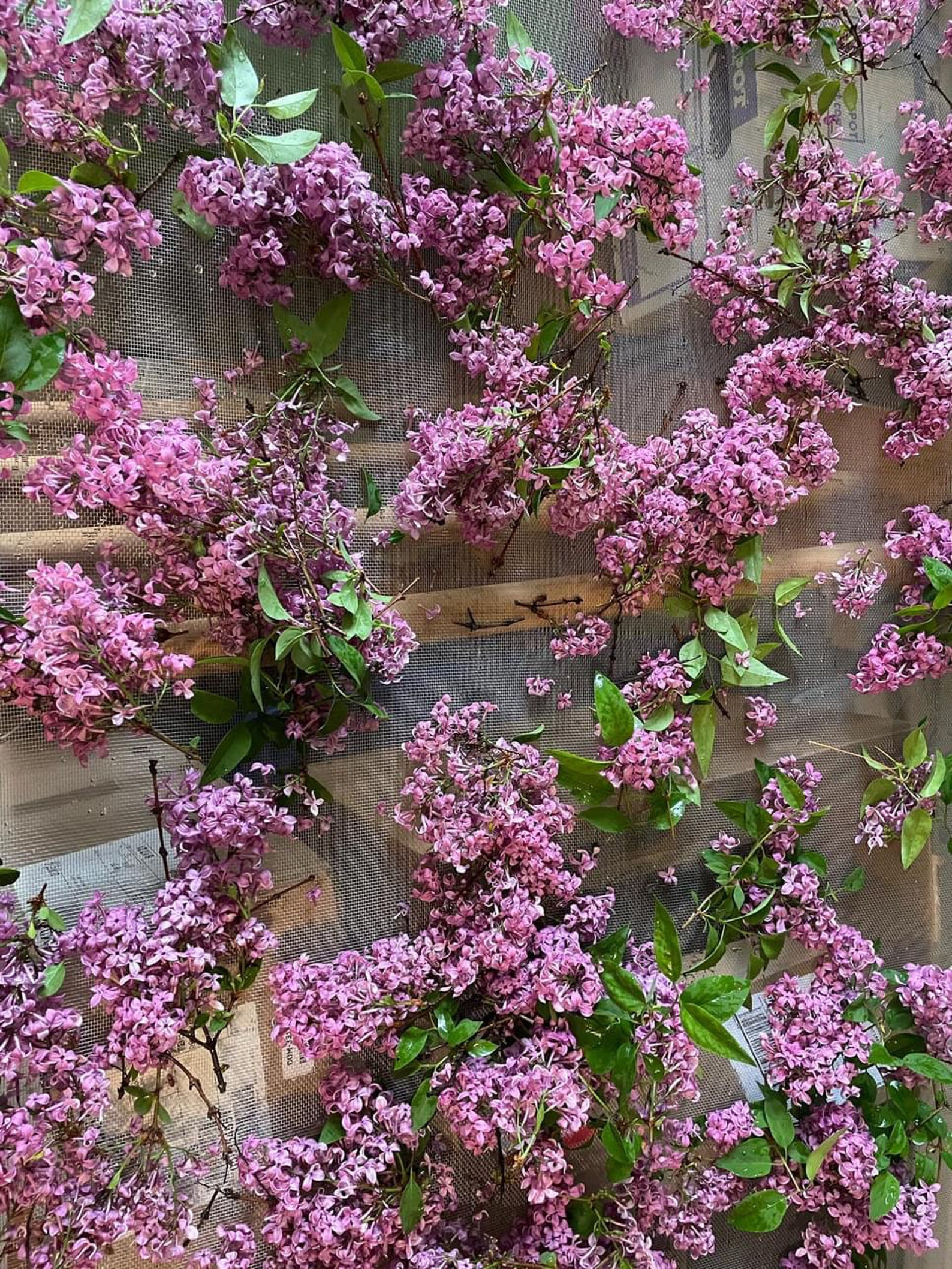 Fresh Lilac Tincture - Etsy