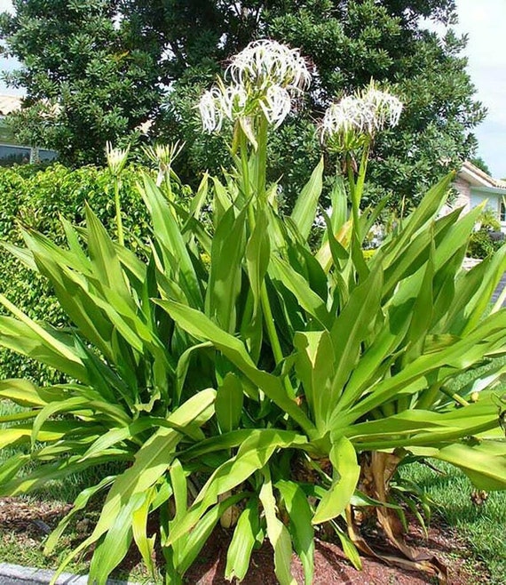 Jumbo Crinum Asiaticum Lily Bulb/shoots Growing white Spider - Etsy