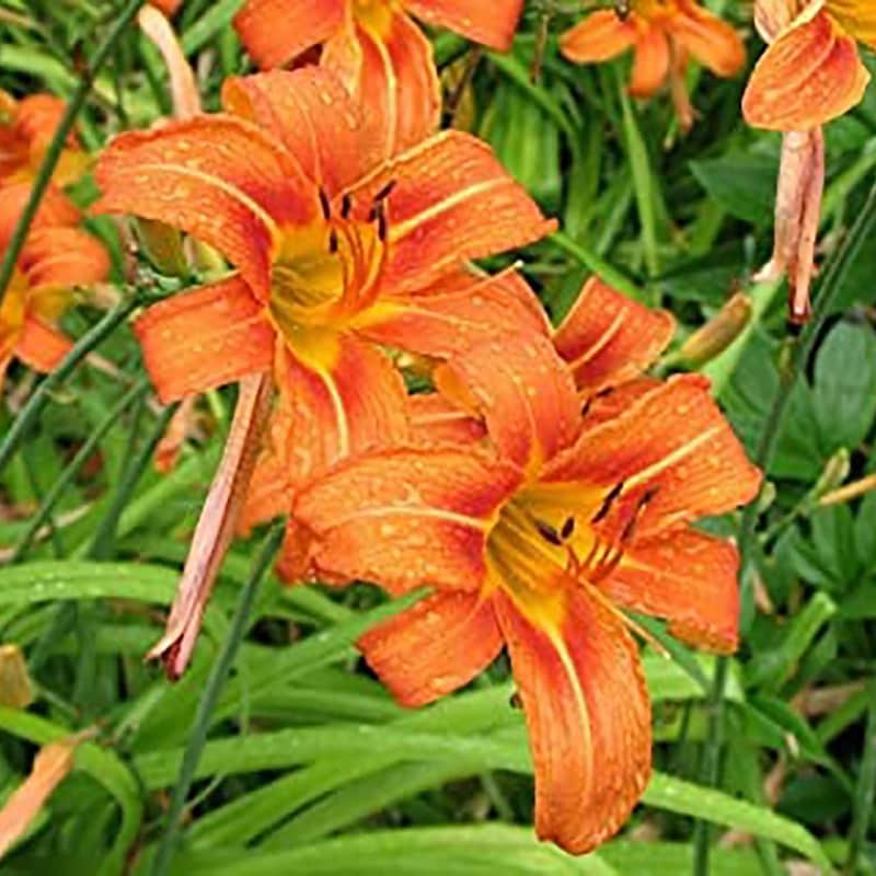 Daylily - Etsy