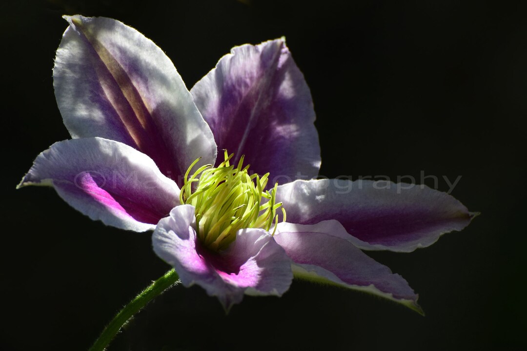 Vibrant Magenta White Yellow Clematis Flower Springtime, Garden ...