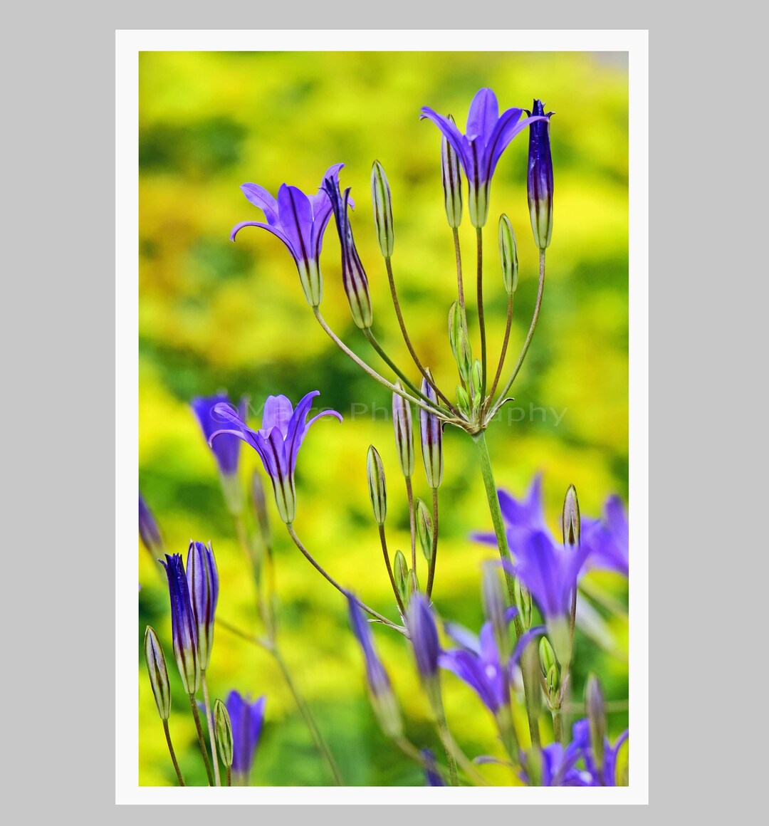 Delicate Purple Yellow Green Flower Sedum Brodiaea, Cottage Decor ...