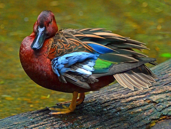 Nursery Decor Red Blue Green Duck Cinnamon Teal Nature | Etsy