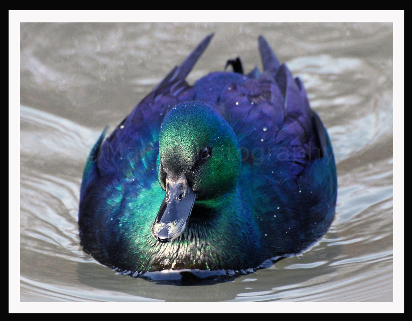 Nursery Decor, Colorful Green Purple Duck Iridescent Farmhouse Decor ...