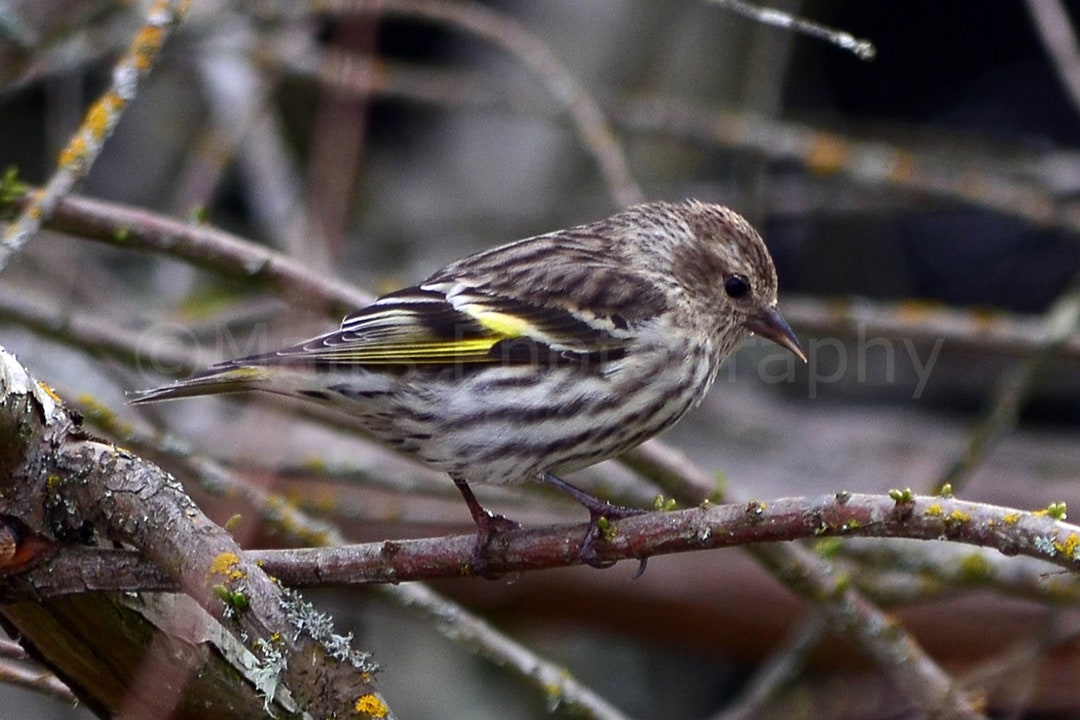 Decoración de vivero Marrón, Pine Siskin, Bird Oregon Nature ...