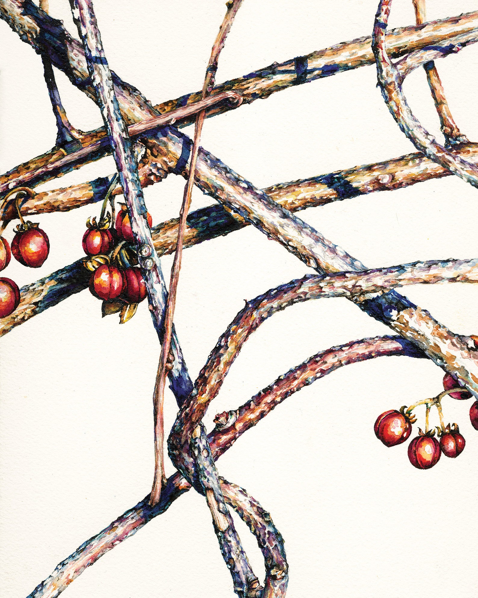 Print of Bittersweet Tree Botanical Illustration Watercolor - Etsy