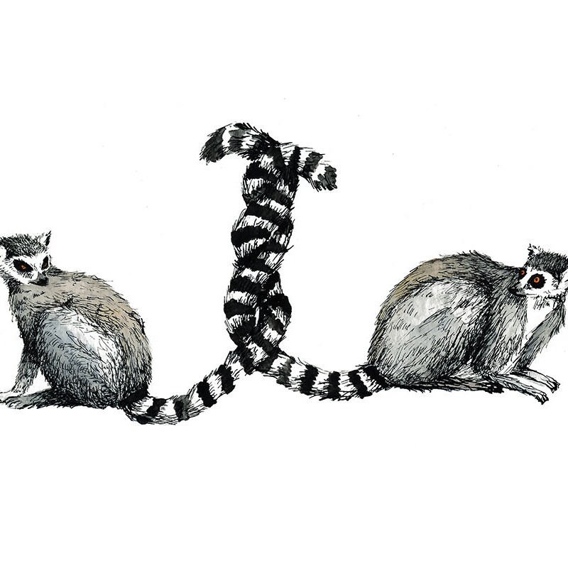 Lemur Art - Etsy