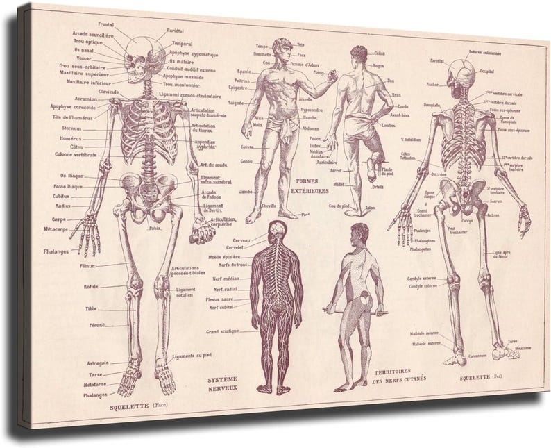 Human Anatomy Skeletal Diagram Medical Biology Muscular System Canvas ...