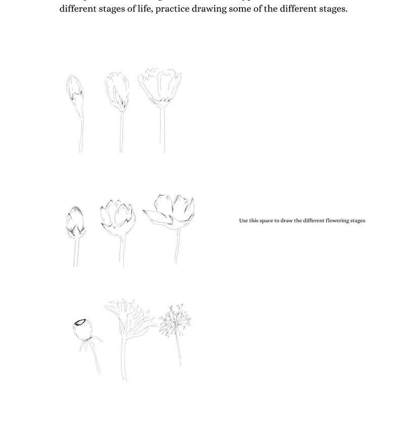 How to Draw Flowers, Techniques and Methods Digital Book - Etsy UK