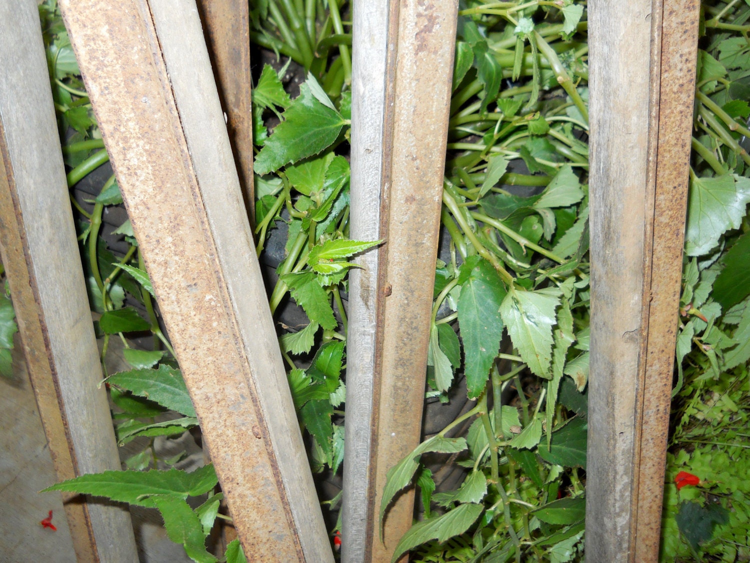 One Antique Rustic Iron Cattle Cow Stanchion Iron Wood Garden Wall Rack ...