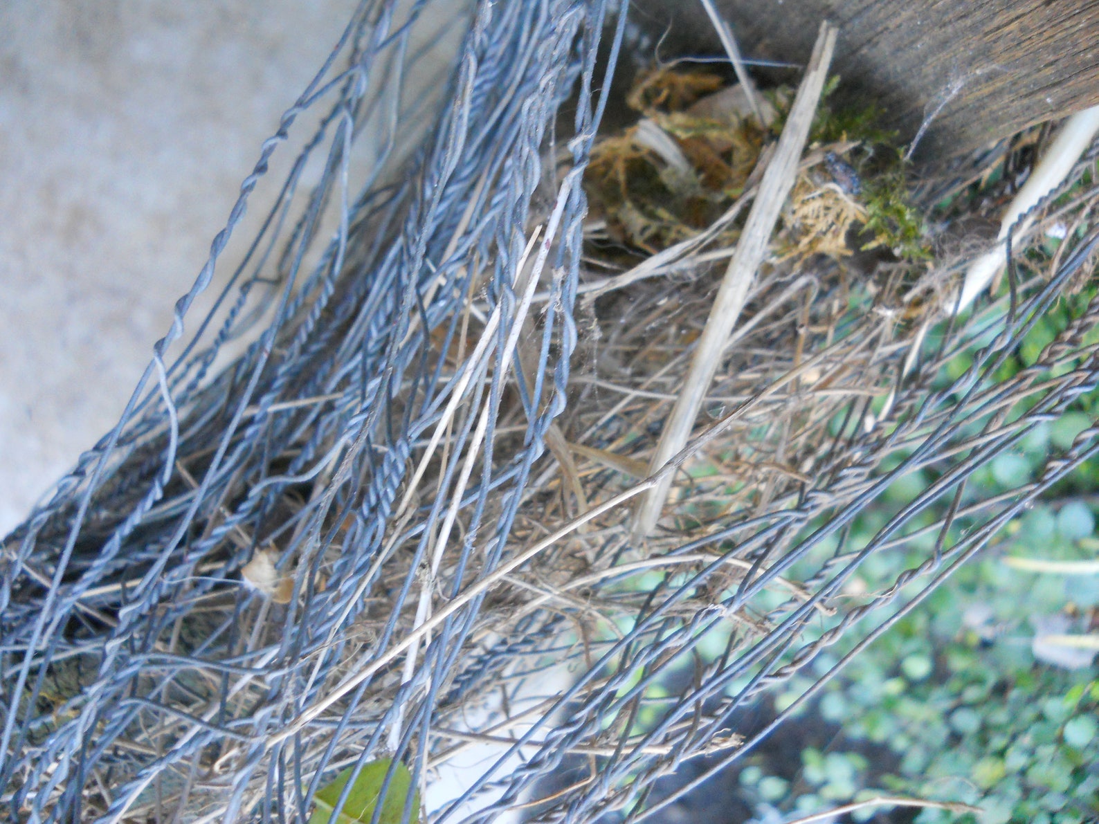 Antique 1930s Rustic Chicken Wire Farmhouse Porch Sculpture | Etsy