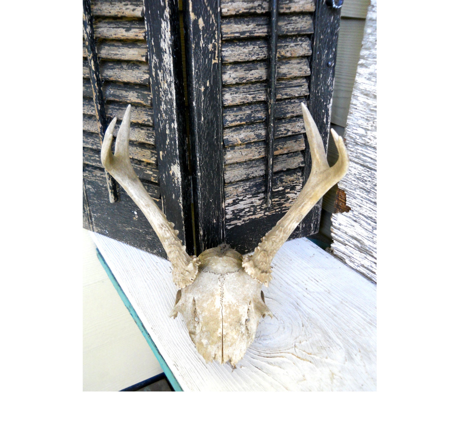 Deer Skull Cap Mount