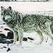 Rare 1st Lithograph 1984 Wolf Dog Listed Rod Frederick Wolves Painting ...
