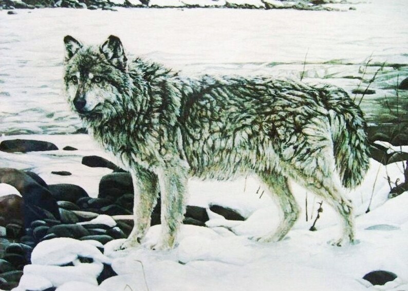 Rare 1st Lithograph 1984 Wolf Dog Listed Rod Frederick Wolves Painting ...