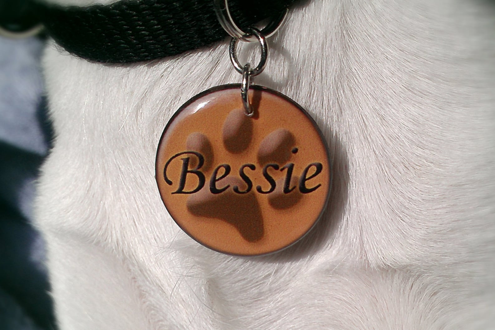 Custom / Personalized Pet ID Tags for Dog or Cat - Etsy