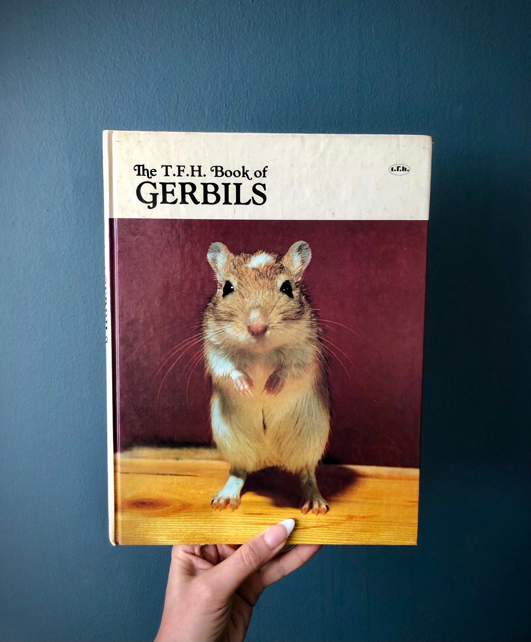 1980s Color Photography Gerbil Book / Frameable Animal Photography ...