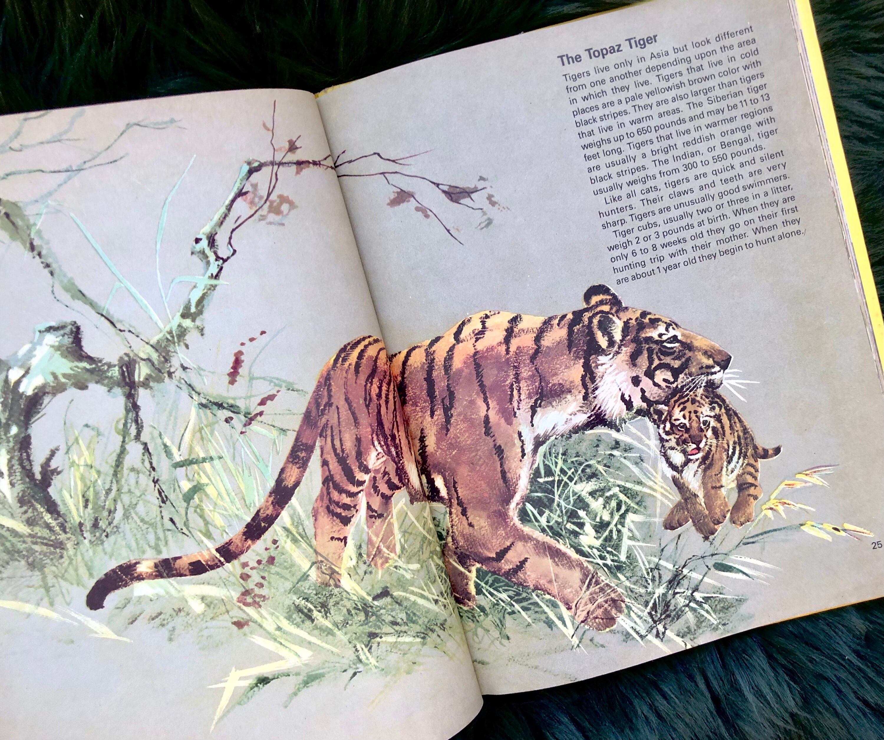 1970s Children’s Animal Book / Frameable Color Illustrations / Retro ...