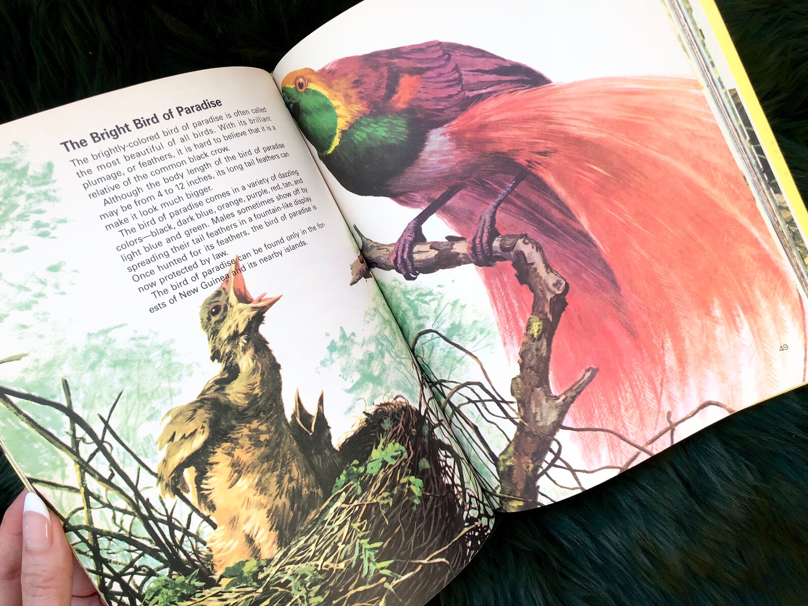 1970s Children’s Animal Book / Frameable Color Illustrations / Retro ...