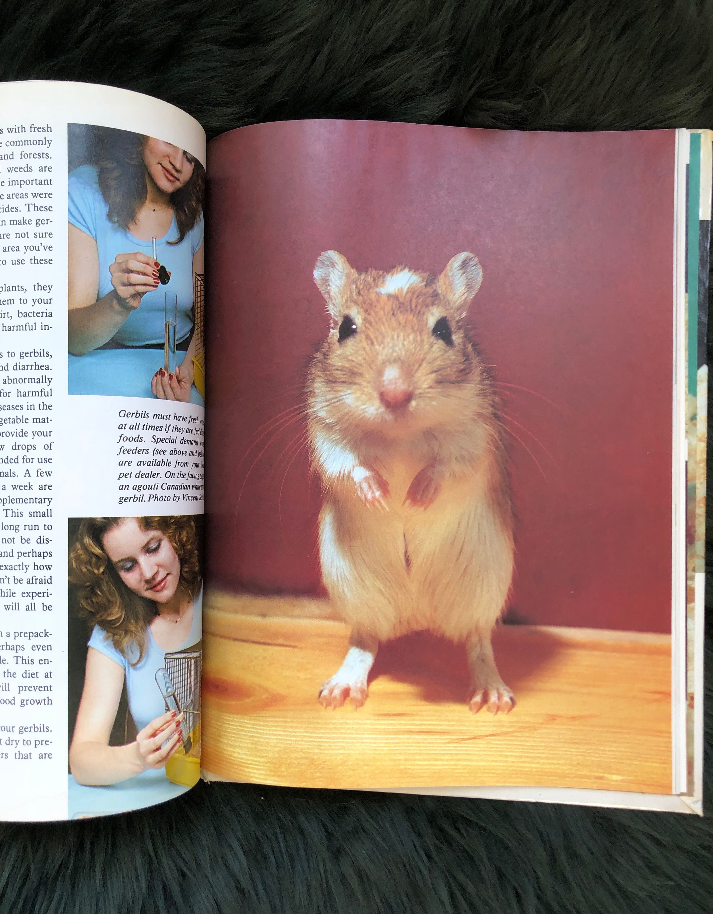 1980s Color Photography Gerbil Book / Frameable Animal Photography ...