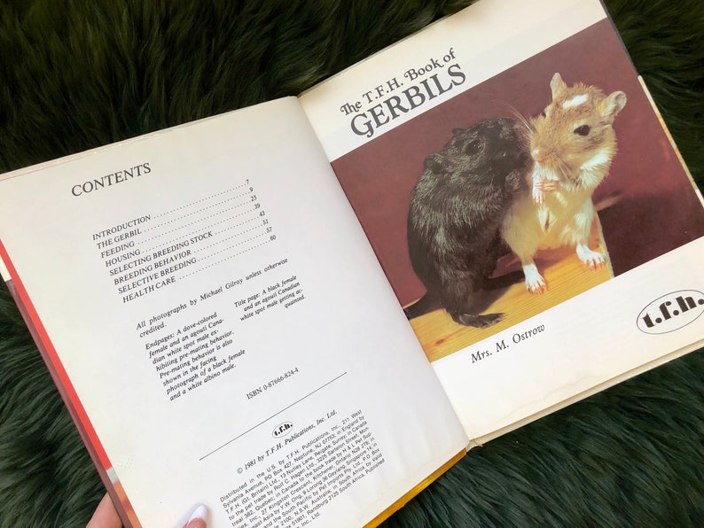 1980s Color Photography Gerbil Book / Frameable Animal Photography ...