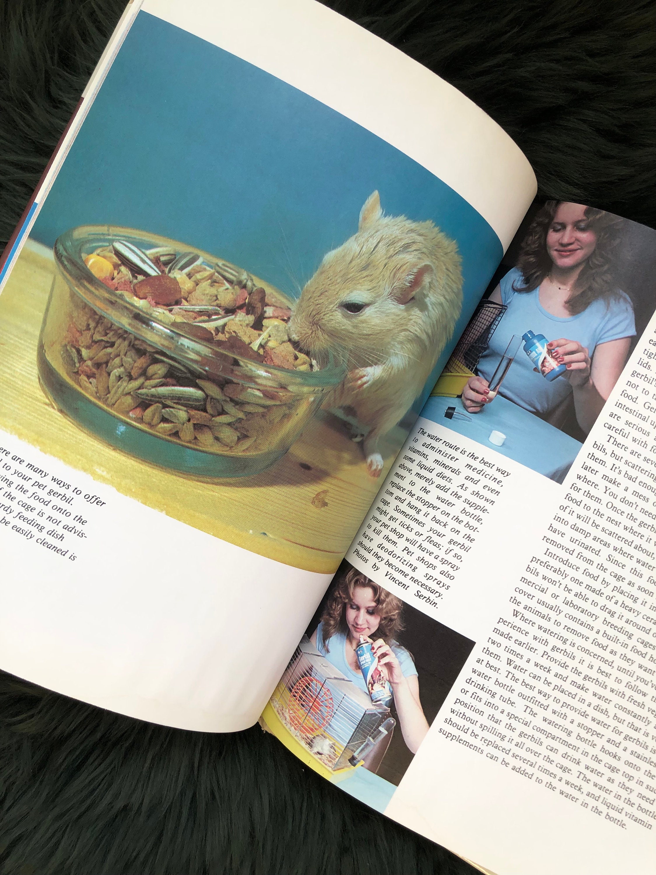 1980s Color Photography Gerbil Book / Frameable Animal Photography ...
