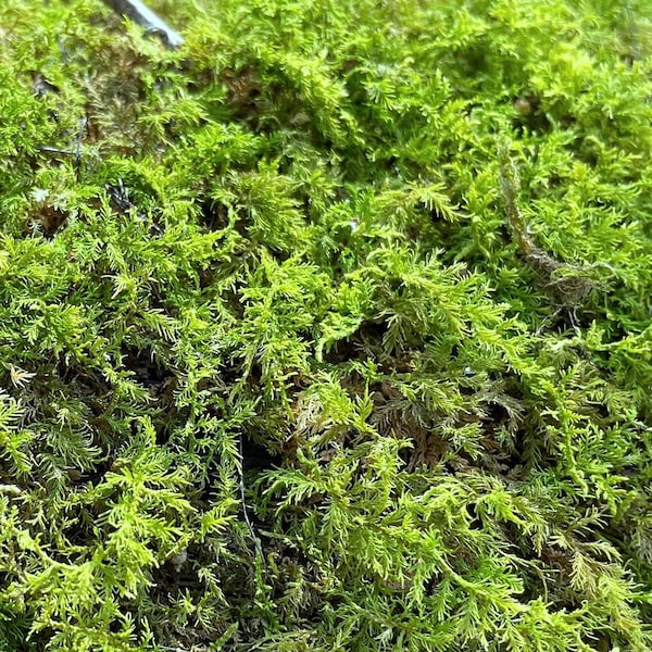 Live Moss - Etsy