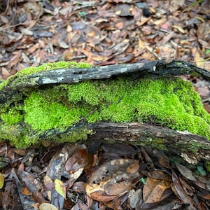 SMALL Live Moss Sampler Pack - 3 Varieties - 4 Oz Cup - Terrarium ...