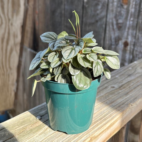 Watermelon Peperomia Plant - Etsy