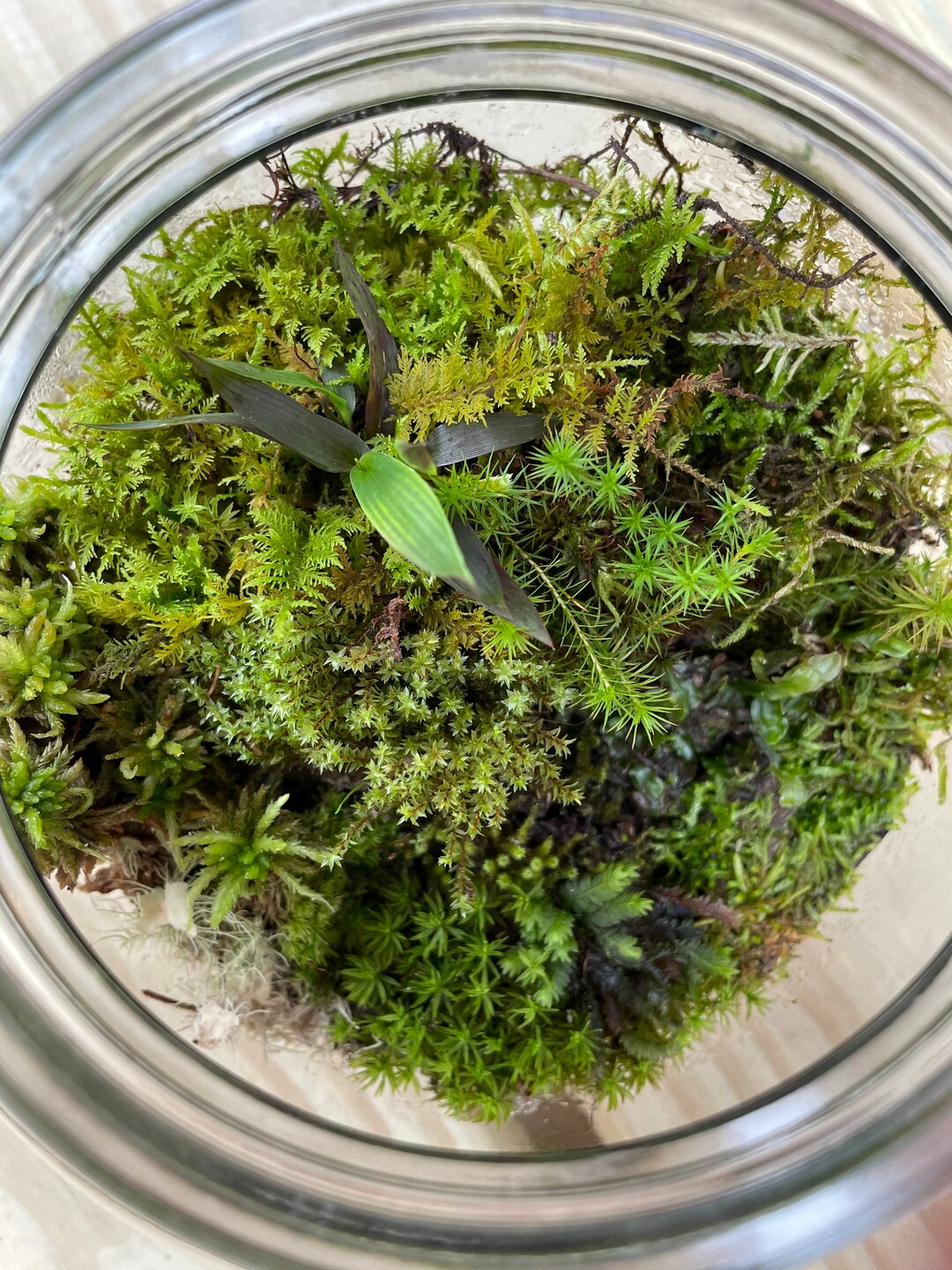 SMALL Live Moss Sampler Pack - 3 Varieties - 4 Oz Cup - Terrarium ...