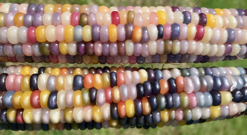 100+ Glass Gem Corn Seeds Rare Heirloom Rainbow Indian Multicolor - Etsy