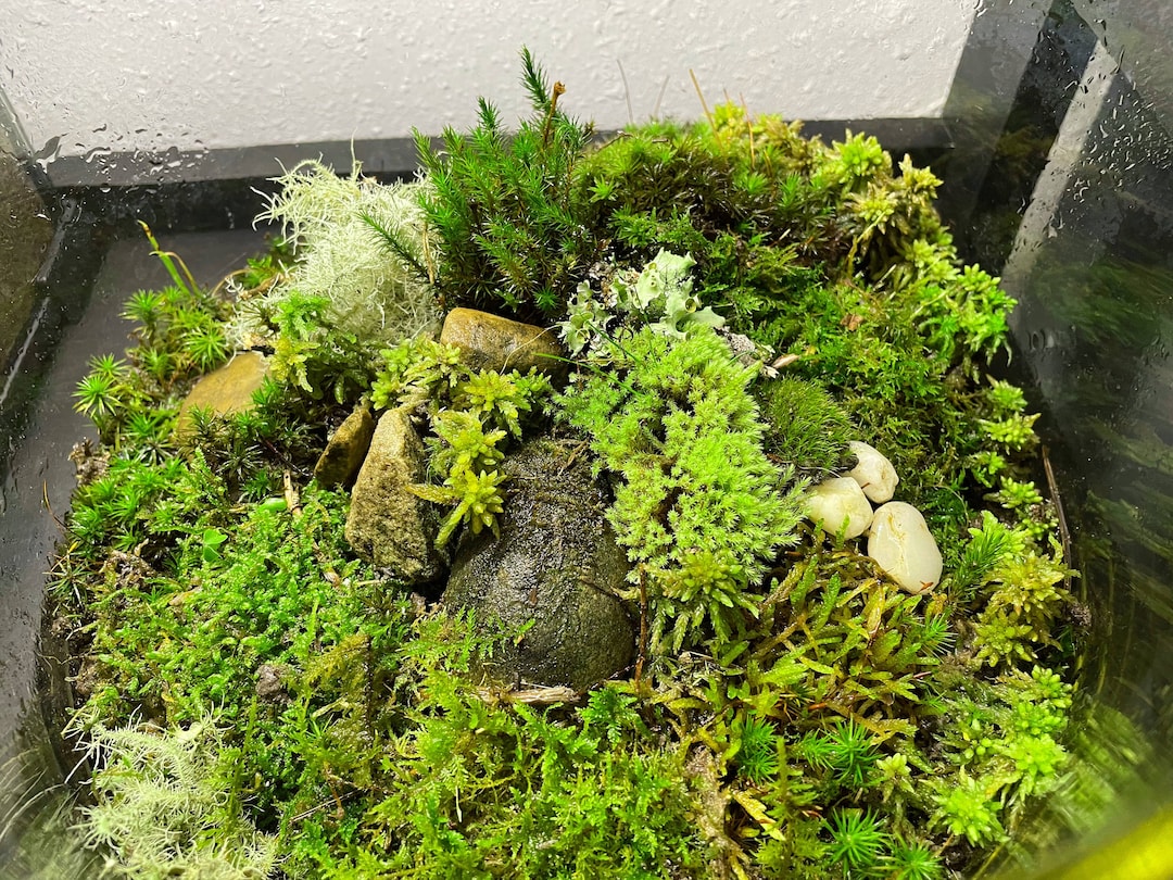 Live Moss Sampler Pack - 5 Varieties - 8 Oz Cup -terrarium Vivarium ...