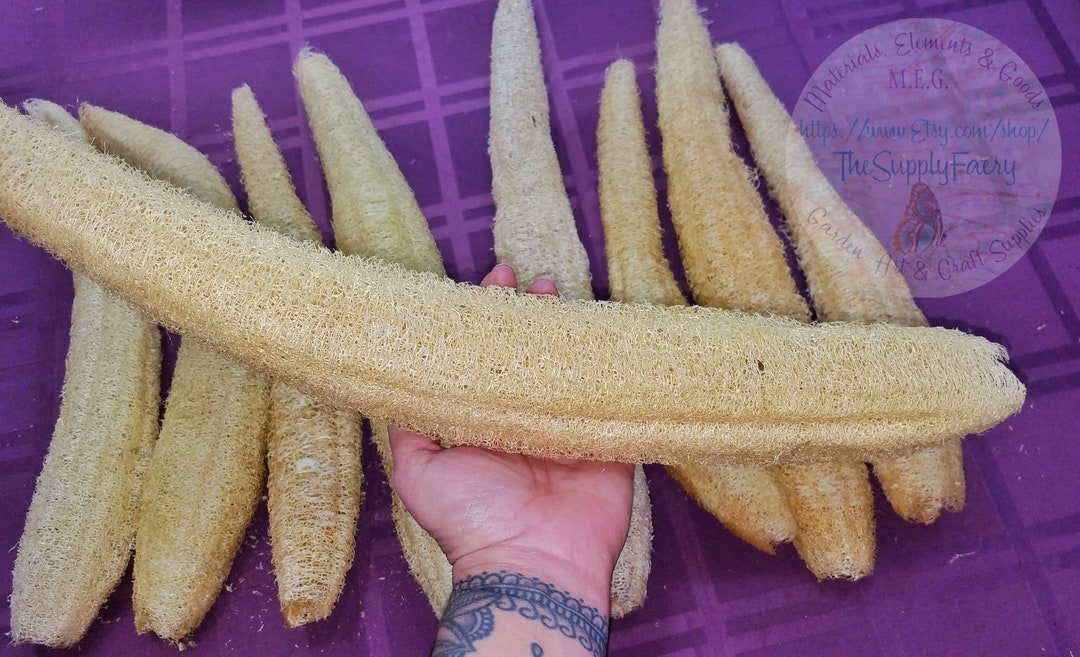 Luffa Organic Sponge LARGE ~ NATURAL BIODEGRADABLE Luffa Aegyptiaca ...