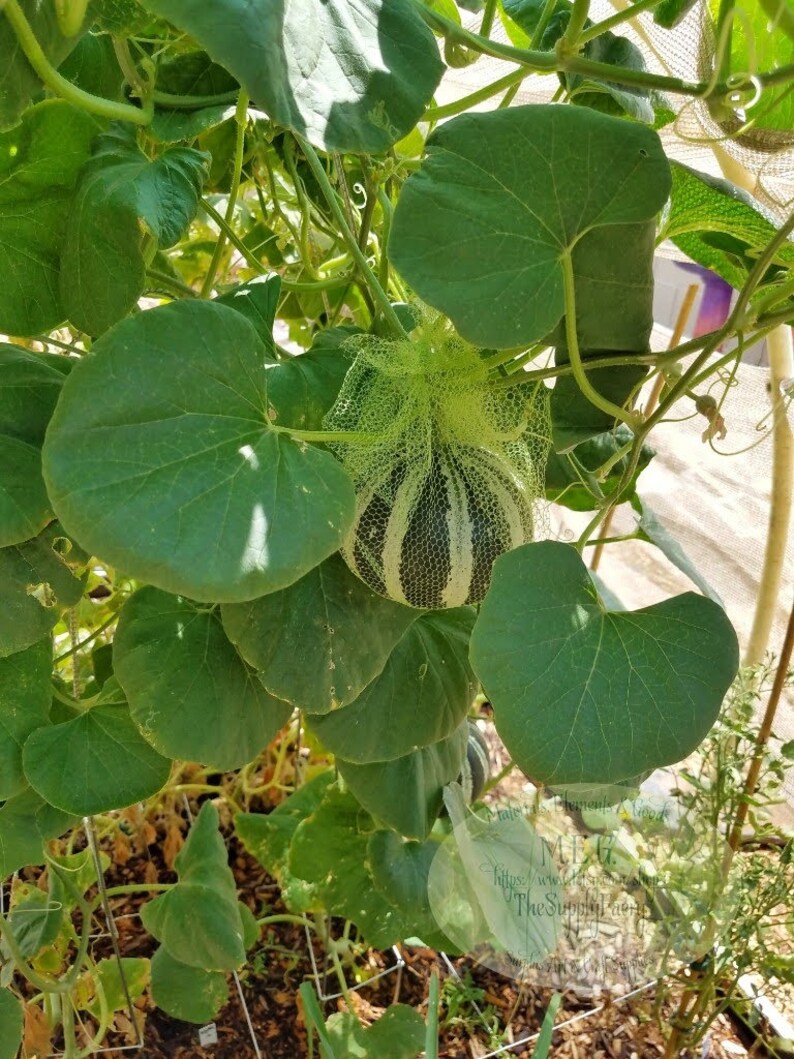 KAJARI Seeds Kajari Melon Cucumis Melo 'kajari Organic Seeds - Etsy KAJARI Seeds Kajari Melon Cucumis Melo 'kajari Organic Seeds - Etsy