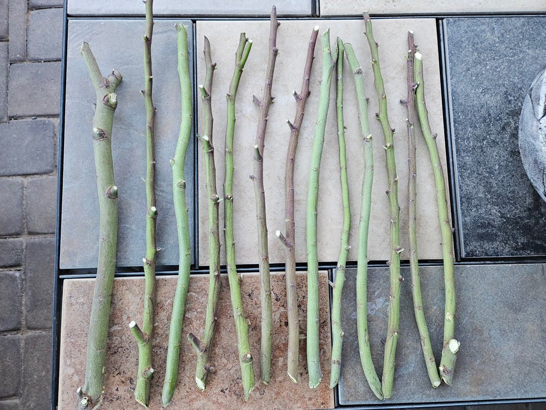 ACACIA Wood Wands Green Wood Fresh Cut Magical Supplies Unfinished - Etsy