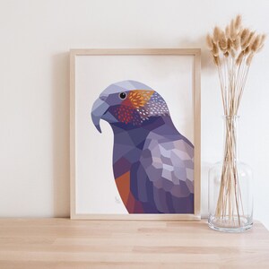 Kaka Print - New Zealand Bird - New Zealand Parrot - Zealandia ...