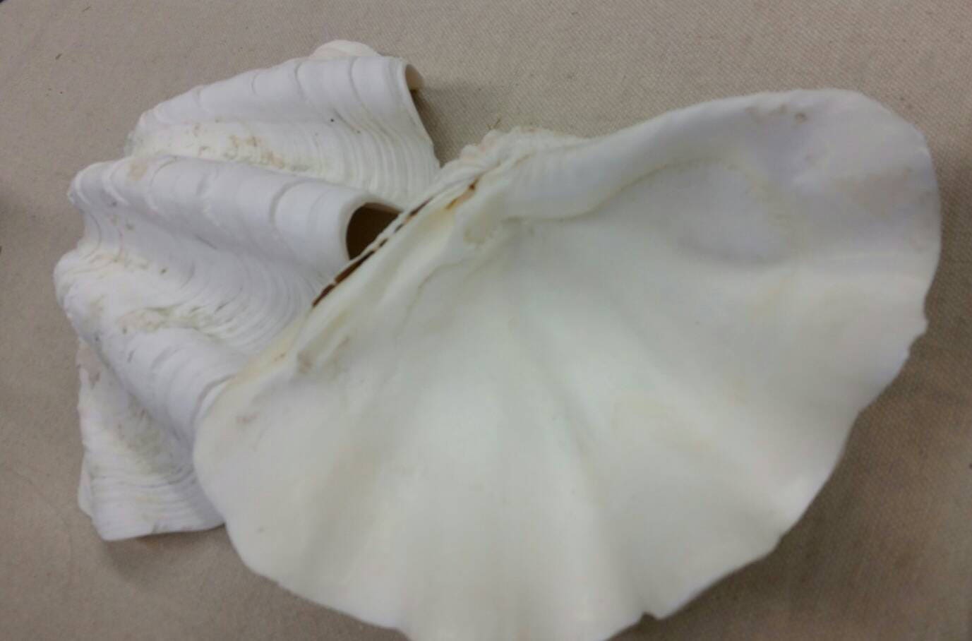 Vintage Real Clam Shell - Large Natural Shell - Cottage Beach Decor.