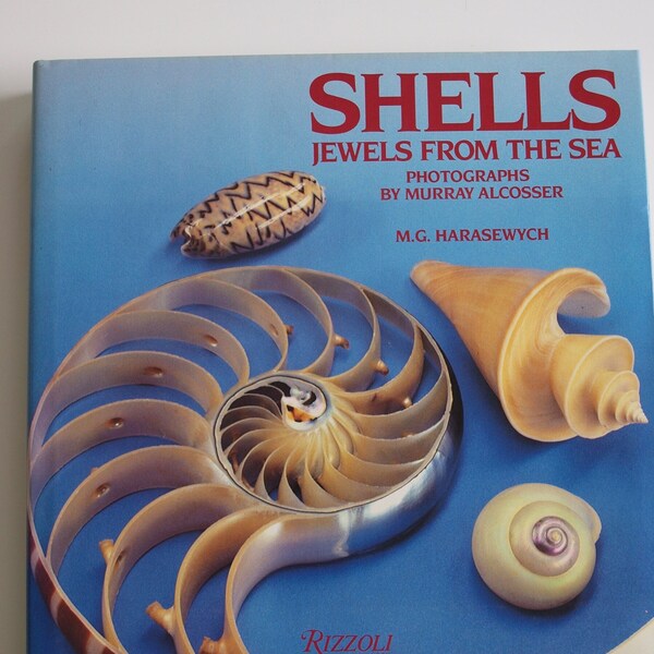 Shells Photography - Etsy