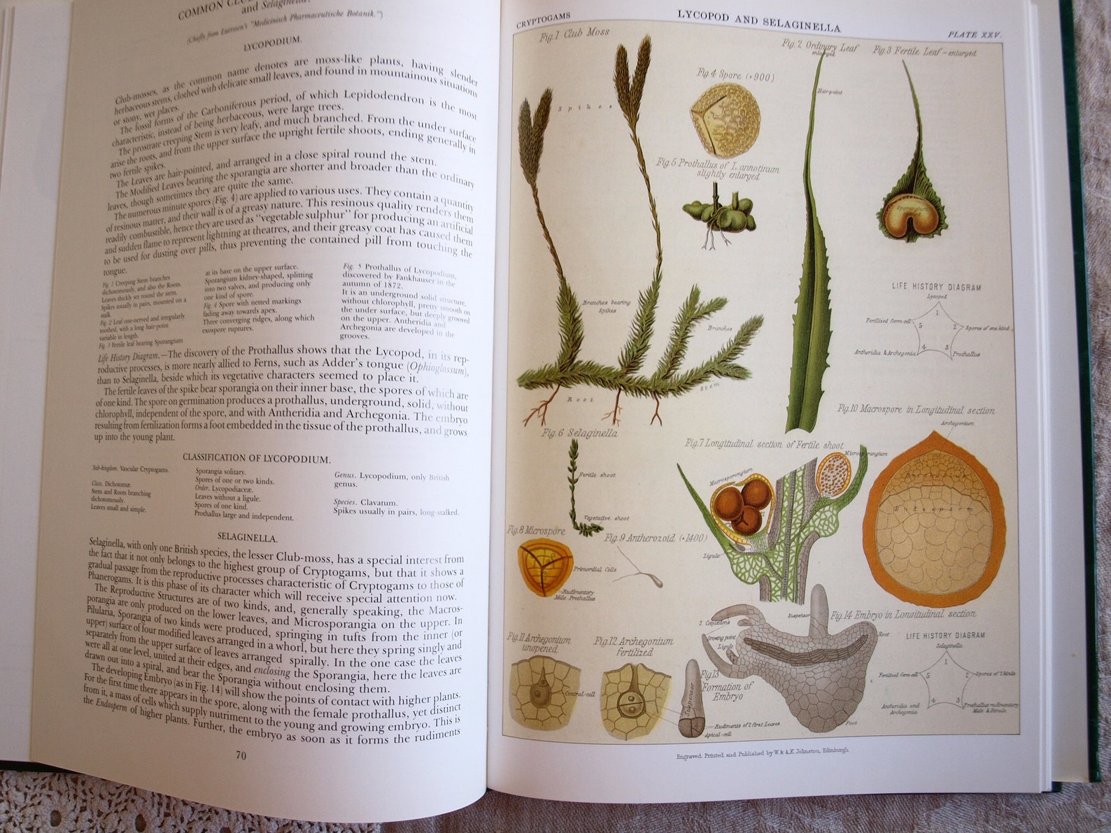The Botanical Atlas by Daniel Mcalpine Book 19th Century Guide - Etsy