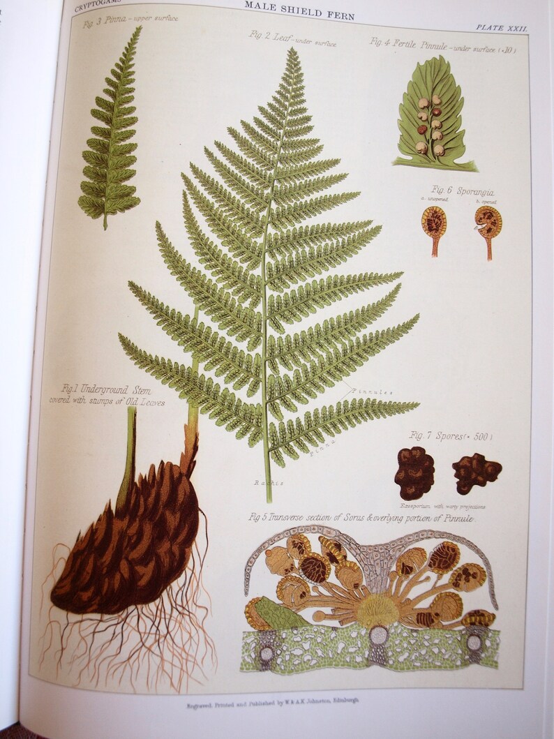 The Botanical Atlas by Daniel Mcalpine Book 19th Century Guide - Etsy