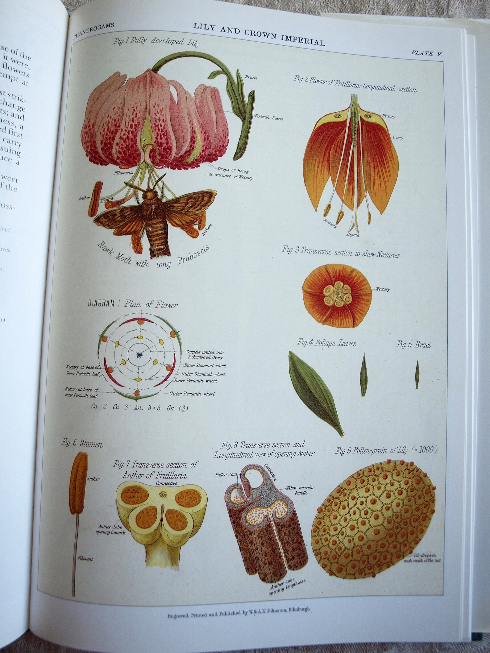 The Botanical Atlas by Daniel Mcalpine Book 19th Century Guide - Etsy