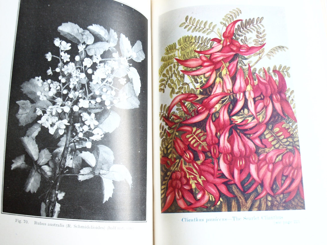 Plants of New Zealand Vintage 50s Plant Book Laing & Blackwell ...