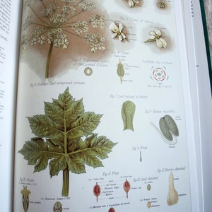 The Botanical Atlas by Daniel Mcalpine Book 19th Century Guide to the ...
